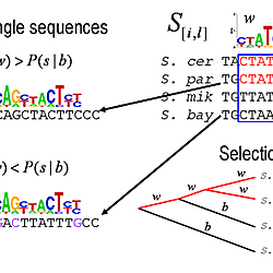 In the top right an alignment segment Sis shown for the species (the ...