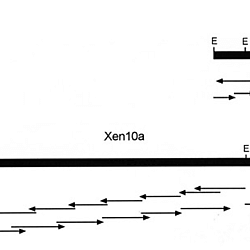 Module structure of interphotoreceptor retinoid-binding protein (IRBP ...
