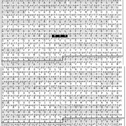 Module structure of interphotoreceptor retinoid-binding protein (IRBP ...