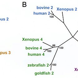 Module structure of interphotoreceptor retinoid-binding protein (IRBP ...