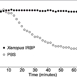 Module structure of interphotoreceptor retinoid-binding protein (IRBP ...