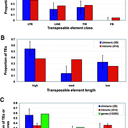 Properties of chimeric transcripts in the genome