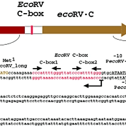 The EcoRV regulatory region