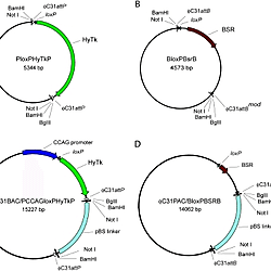 Plasmid and large insert vectors used in ISSI