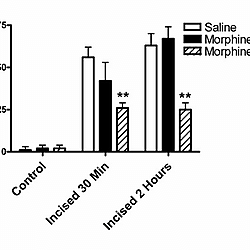 Peri-incisional infiltration of neutrophils, immunohistochemical ...