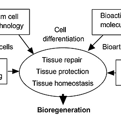Tools for tissue engineering