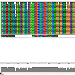 Universal primers for HBV genome DNA amplification across subtypes: a ...