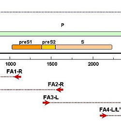 Universal primers for HBV genome DNA amplification across subtypes: a ...