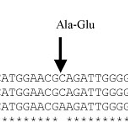 SNPs in contig 254, cathepsin B, a putative gut-specific cysteine protease