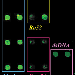 The 'connective tissue disease' array