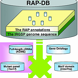 Overview of the hub for rice genome information