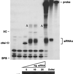 Function and anatomy of plant siRNA pools derived from hairpin transgenes-1