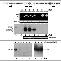 Function and anatomy of plant siRNA pools derived from hairpin transgenes-0