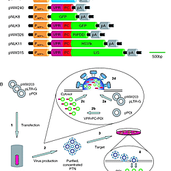Molecular configuration of PTNs