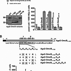 The outer membrane protein OmcB is required for adhesion and exhibits ...