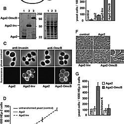 The outer membrane protein OmcB is required for adhesion and exhibits ...