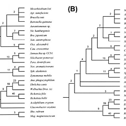 Character compatibility cliques showing the two largest cliques of ...