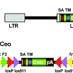 Schematic representation of the secretory gene trap vectors