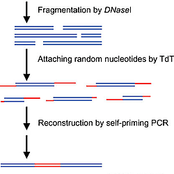 Schematic diagram of the RAISE method