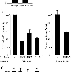USF does not regulate transcription through the E-box