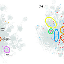 Visualization of the two sets of duplicates on a semantic distance network