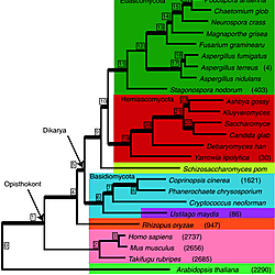 This figure depicts a phylogenetic tree of the species used for this ...