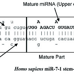 Learning from positive examples when the negative class is undetermined ...