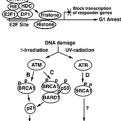 Current views of BRCA1 functions G and G/S cell cycle checkpoint