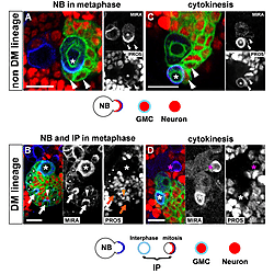 Confocal images of NB divisions in a canonical NB lineage (top panels ...