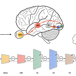 Ventral visual stream