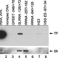 TFIIB specifically binds to the SLRNA promoter