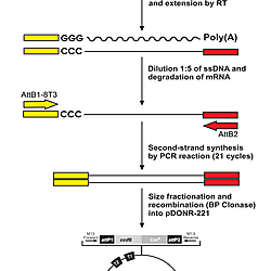 Schematic diagram of the method used for the construction of the cDNA ...