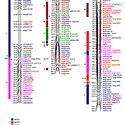 Genetic map of showing three linkage groups of the A genome (A1, A2 and A3)