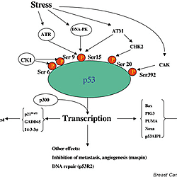A simplified model of some of the components of p53 signalling