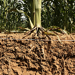 Picture of maize roots and shoot in a field