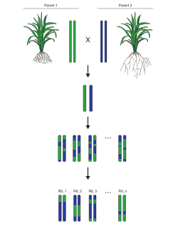 Rice RIL Schematic
