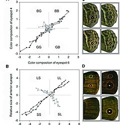 Differences in the selection response of serially repeated color ...