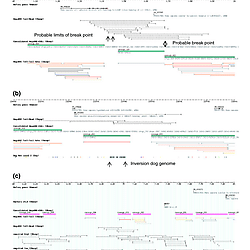 Examples of detailed views of the sheep BAC mapping information on the ...