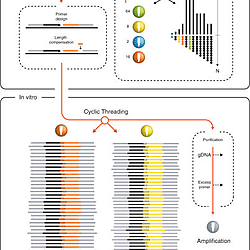 Schematic diagram of the TnT technique for parallel genotyping