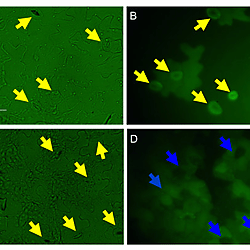 Isolation of a strong guard cell promoter and its potential as a ...