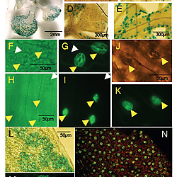 Isolation of a strong guard cell promoter and its potential as a ...