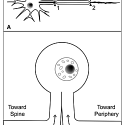 Graphic representation of motor neuron, with two sites of compression ...
