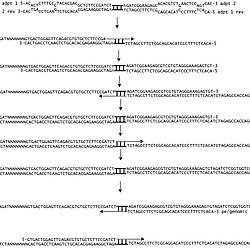 Diagram of Illumina fragmentation / ligation library prep