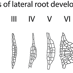 Stages of lateral root development