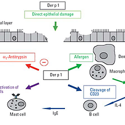 Biological effects of Der p 1