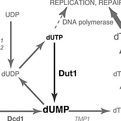 Biochemical pathways of dTTP biosynthesis in