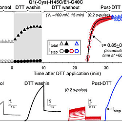 Estimating the rate of disulfide bond formation between Q1 I145C and E1 ...