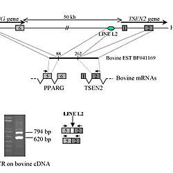 Identification of chimeric transcripts between the bovine and genes