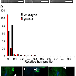 Insight into the early steps of root hair formation revealed by the ...