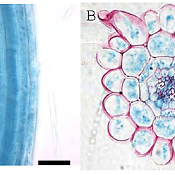 Insight into the early steps of root hair formation revealed by the ...